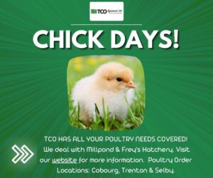 Chick Days are HERE! - TCO Agromart Ltd.