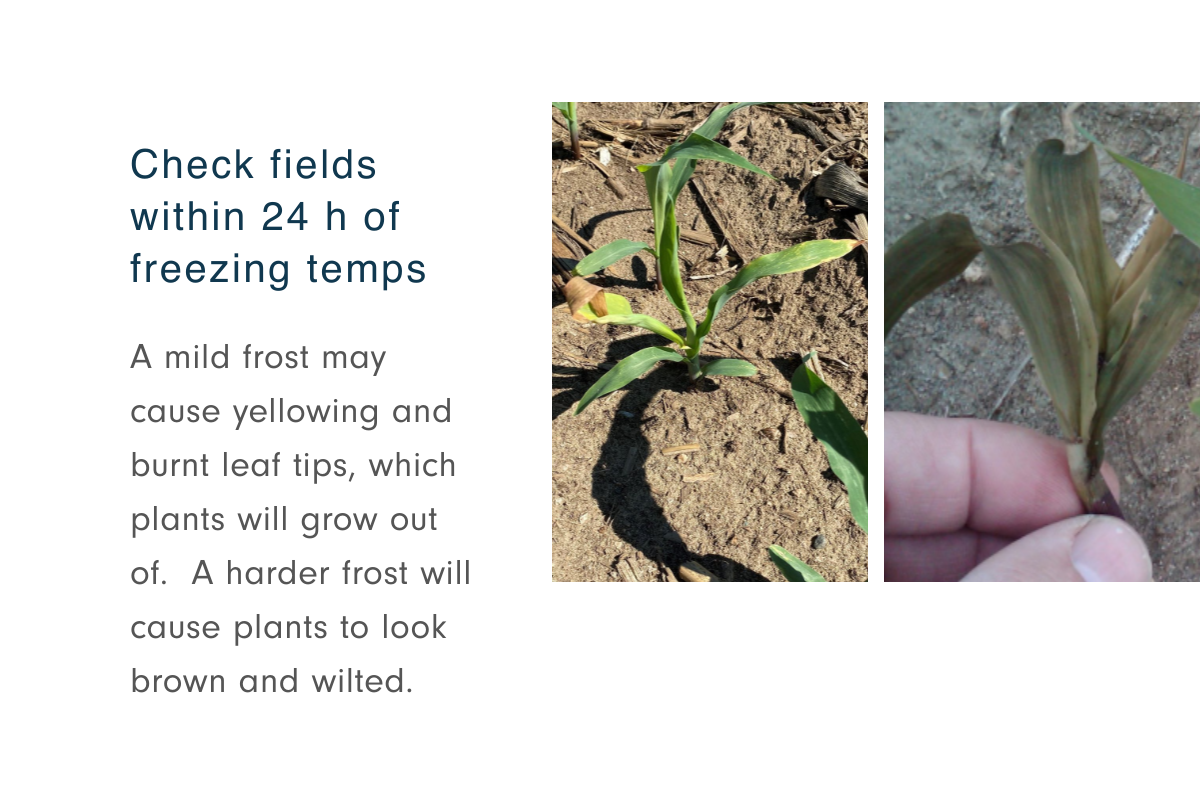 Frost & Cool Temperatures - TCO Agromart Ltd.